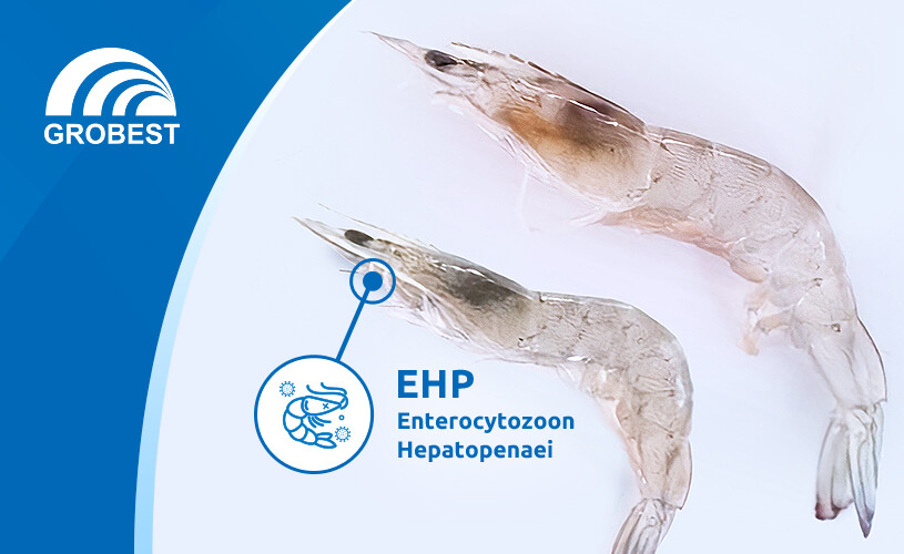 Grobest Việt Nam | Grobest Group