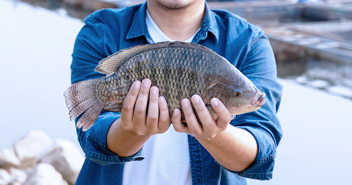 Pakan Dasar | Grobest Group